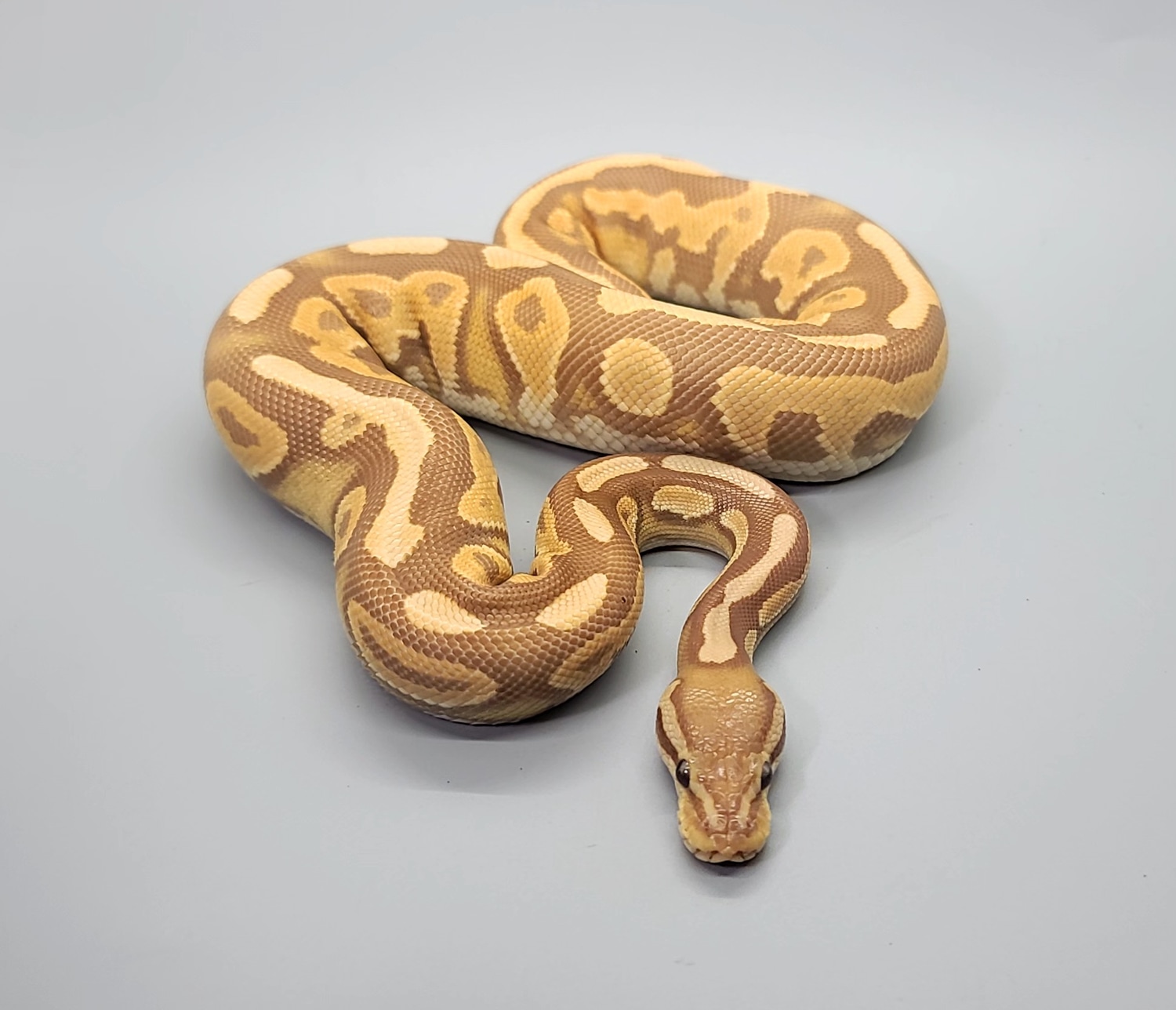 Cinnamon Leopard Ultramel Pos YB Ball Python by Steve's Morphs ...