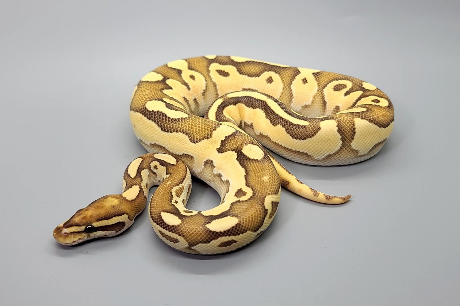 Orange Dream Fire Lesser YB Ball Python by Steve's Morphs - MorphMarket