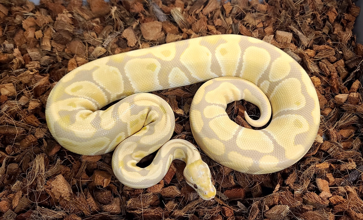 Candino Ball Python by Steve's Morphs - MorphMarket