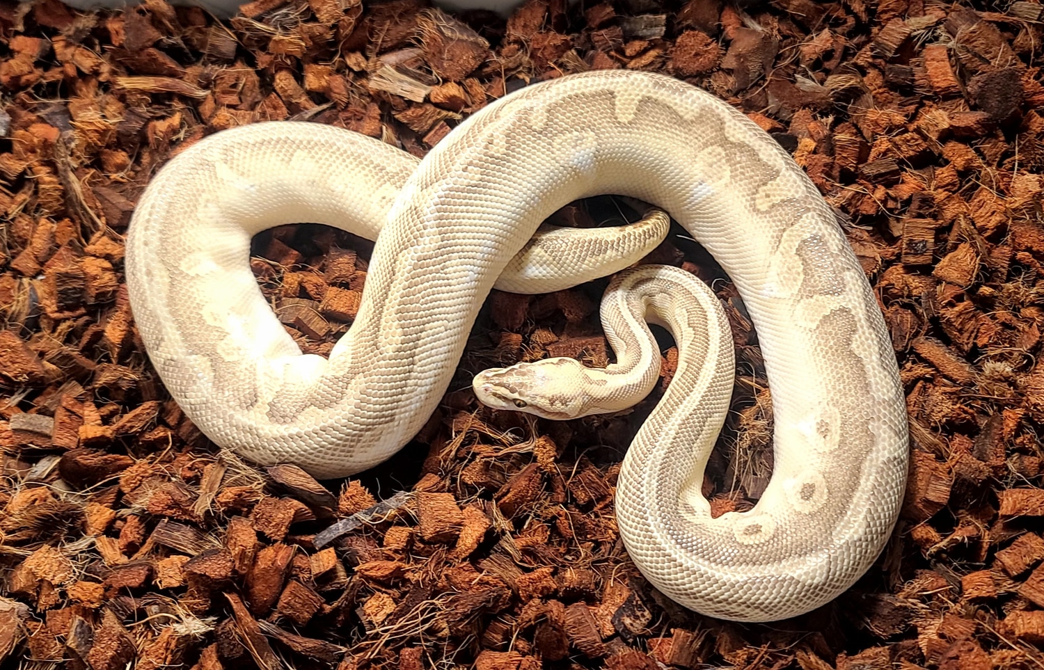 Super Pastel Lesser Calico Ball Python by Steve's Morphs - MorphMarket