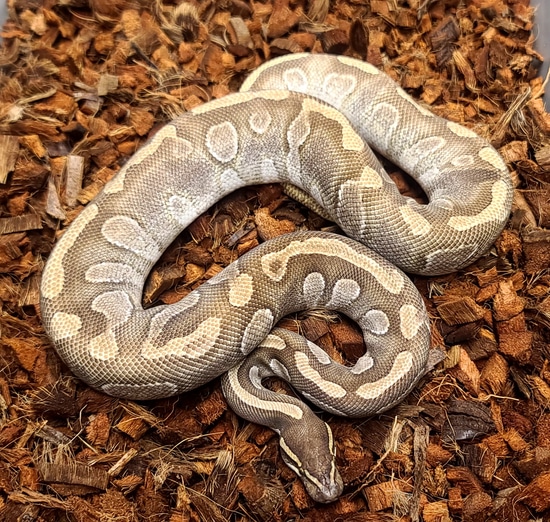 Enchi Mojave Nanny Ball Python by Steve's Morphs