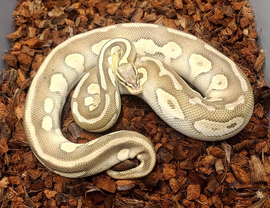 Pastel Fire Butter Ball Python by Steve's Morphs