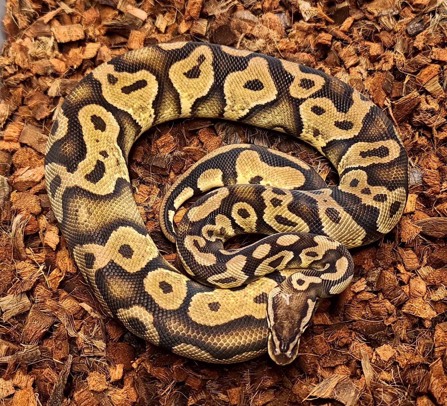 Pastel YB Ball Python by Steve's Morphs - MorphMarket