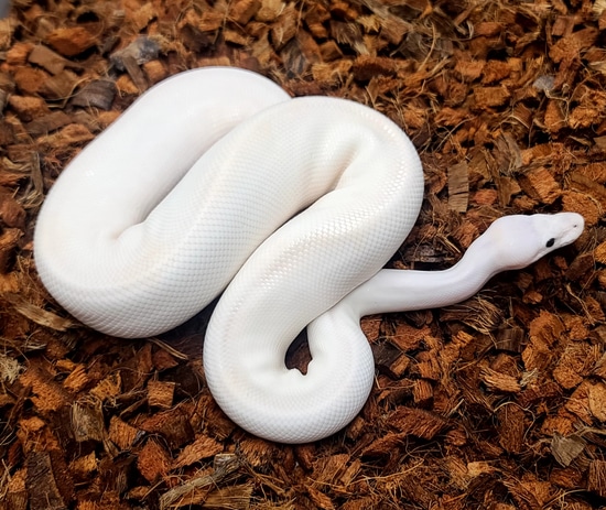 Super Pastel Super Fire Ball Python by Steve's Morphs