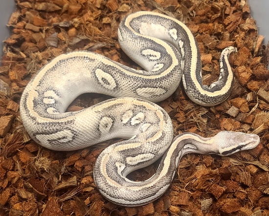 Pastel Super Mystic Ball Python by Steve's Morphs