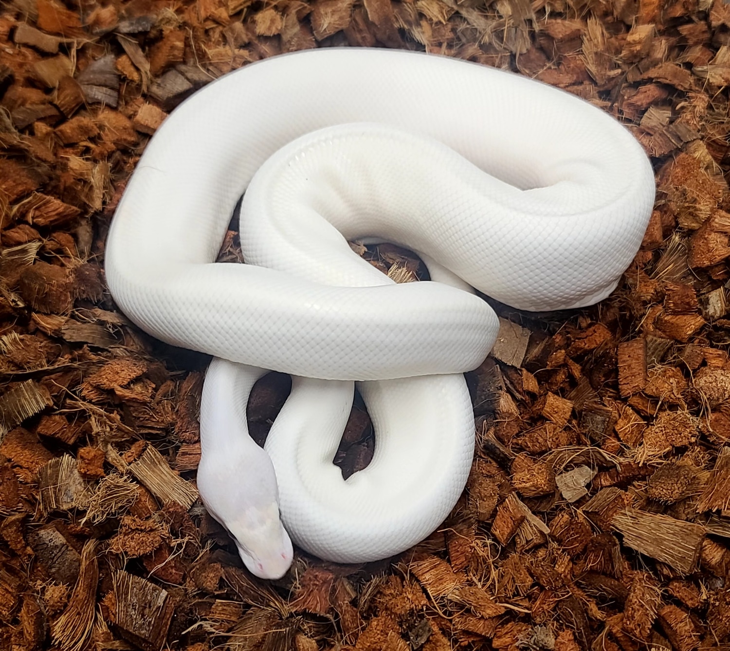Banana Fire Ivory Ball Python by Steve's Morphs - MorphMarket