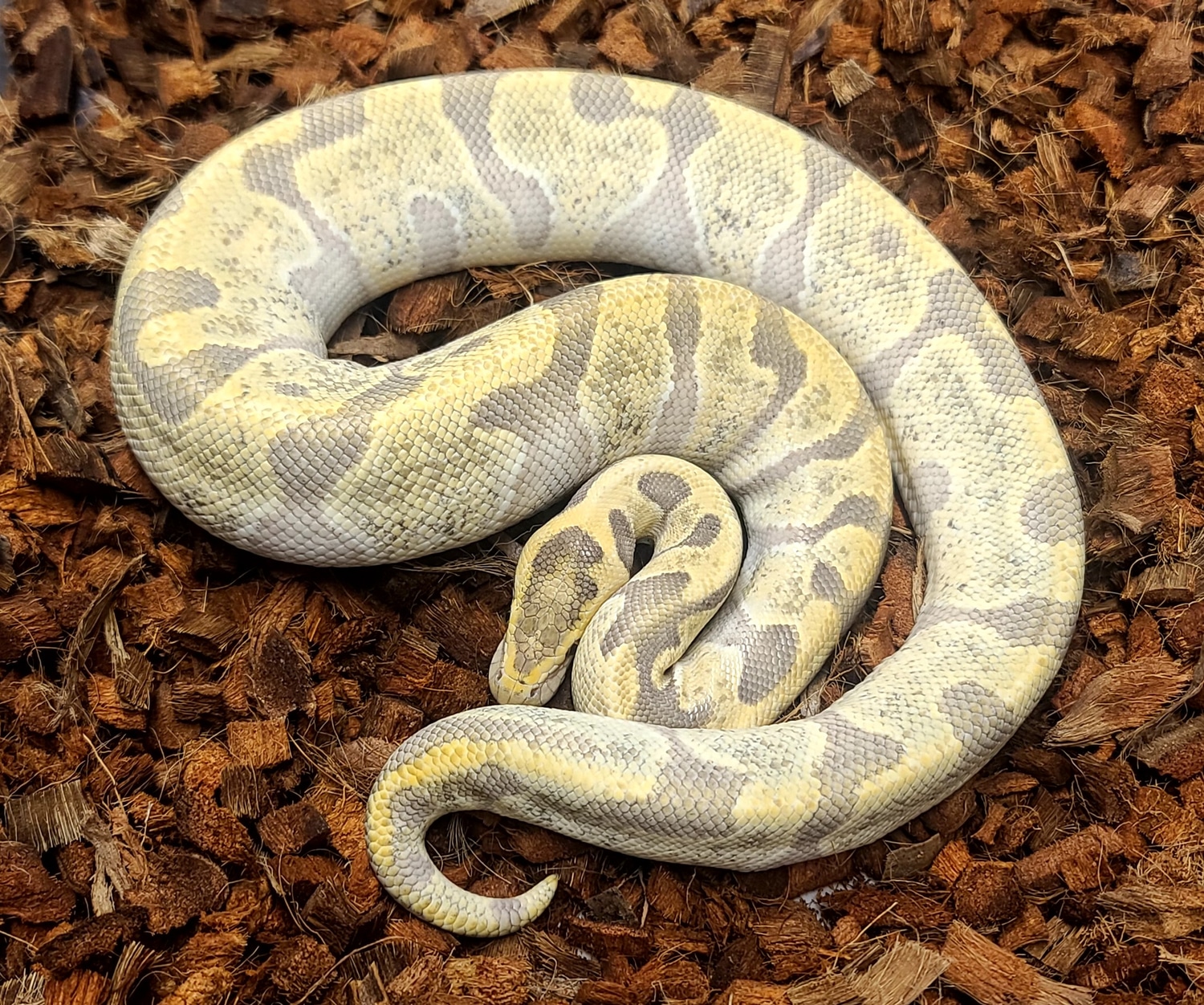 Super Enchi Desert Ghost Ball Python by Steve's Morphs - MorphMarket