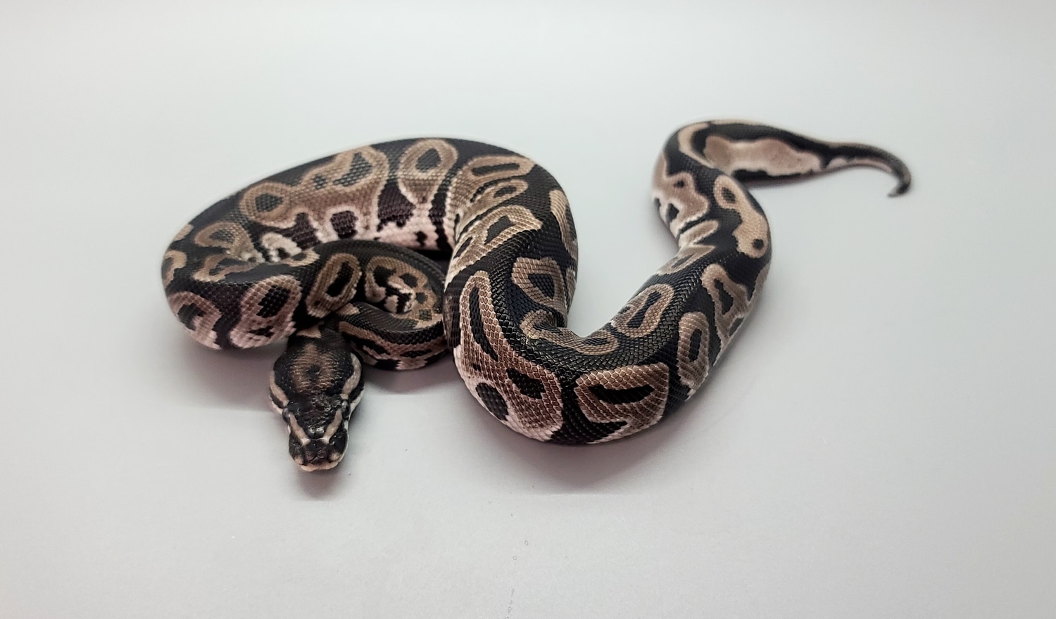 Leopard VPI Axanthic Ball Python by Steve's Morphs - MorphMarket