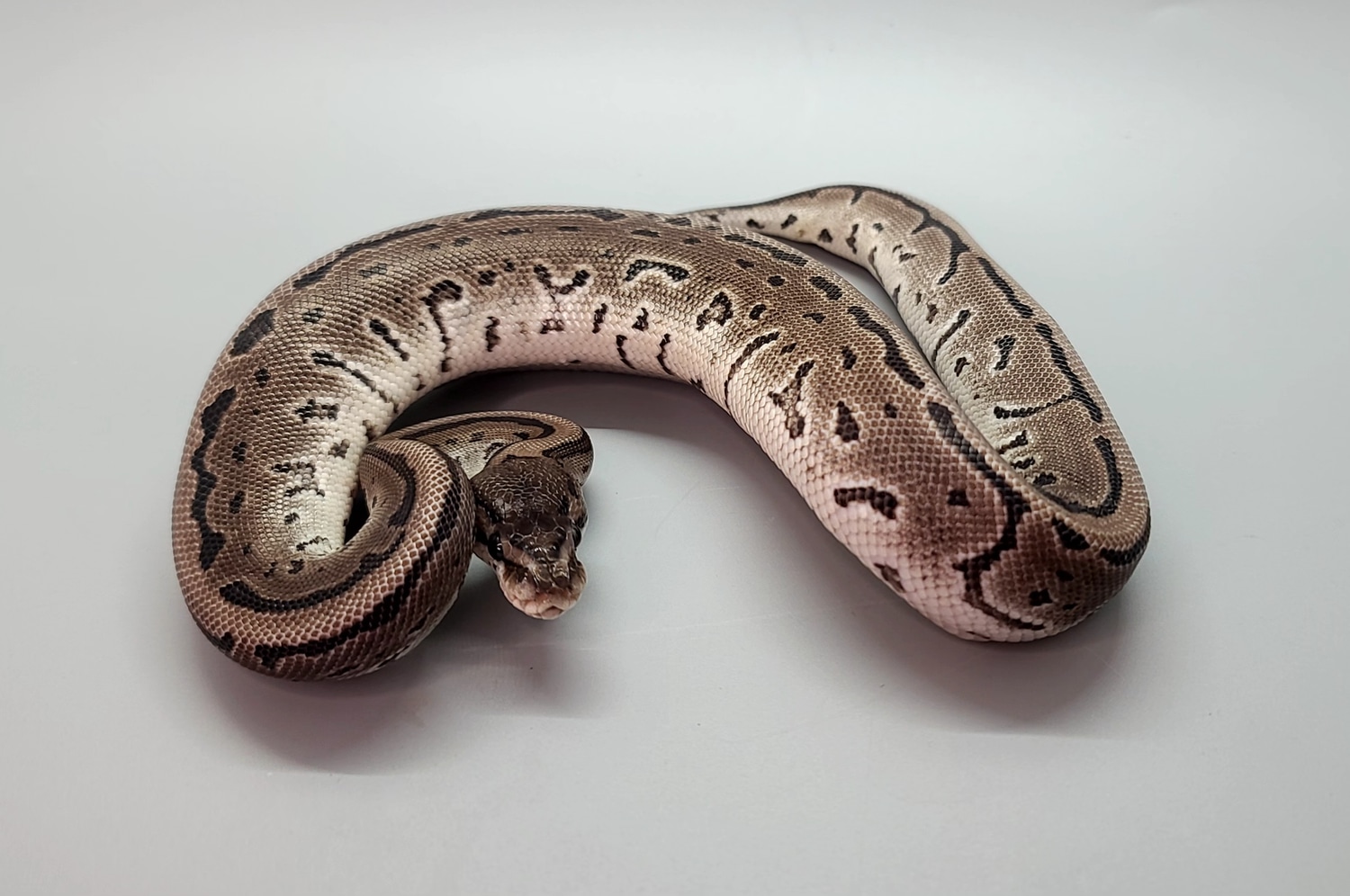 Leopard Pinstripe VPI Axanthic Ball Python by Steve's Morphs - MorphMarket