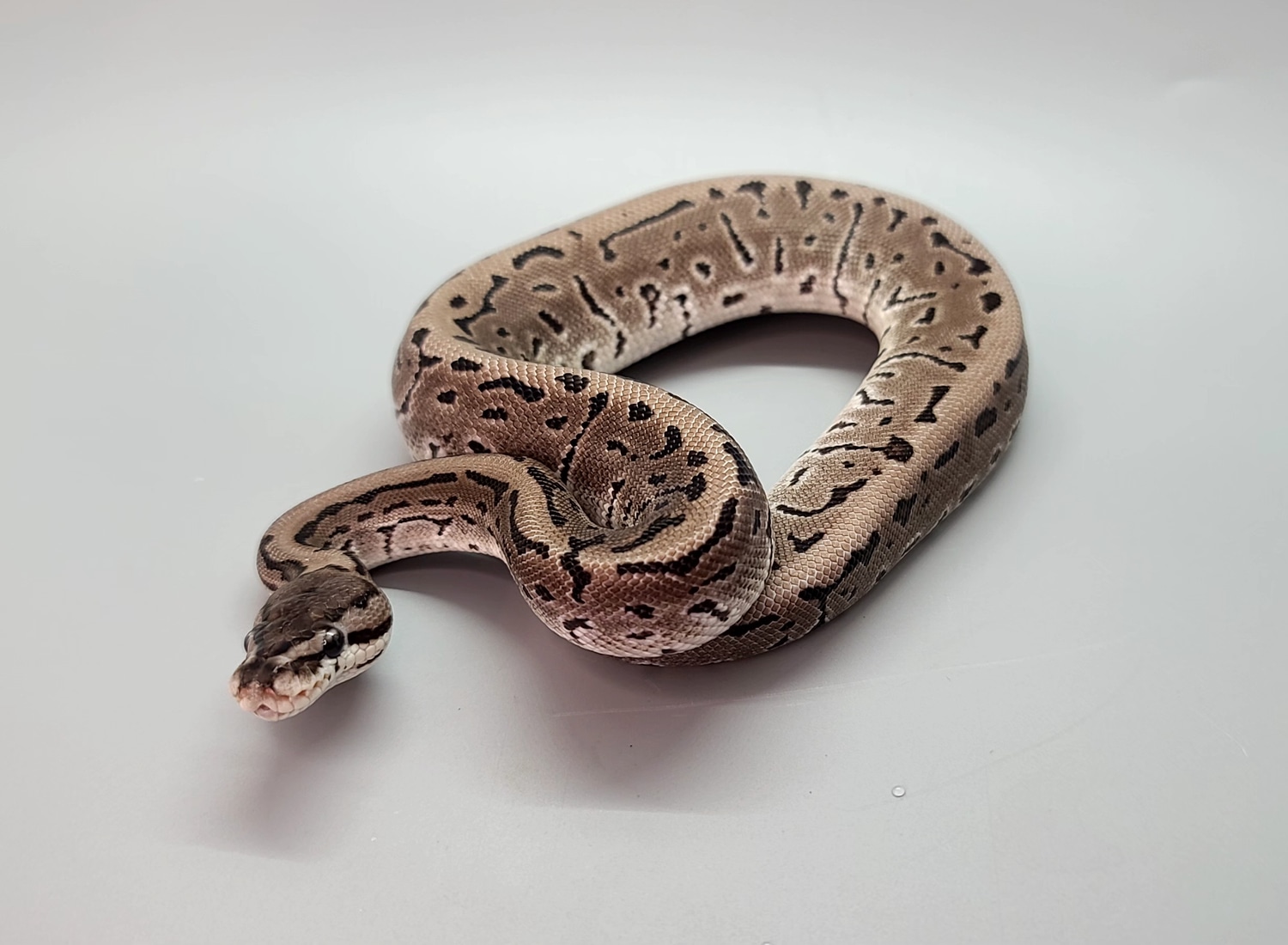 Leopard Pinstripe VPI Axanthic Ball Python by Steve's Morphs - MorphMarket