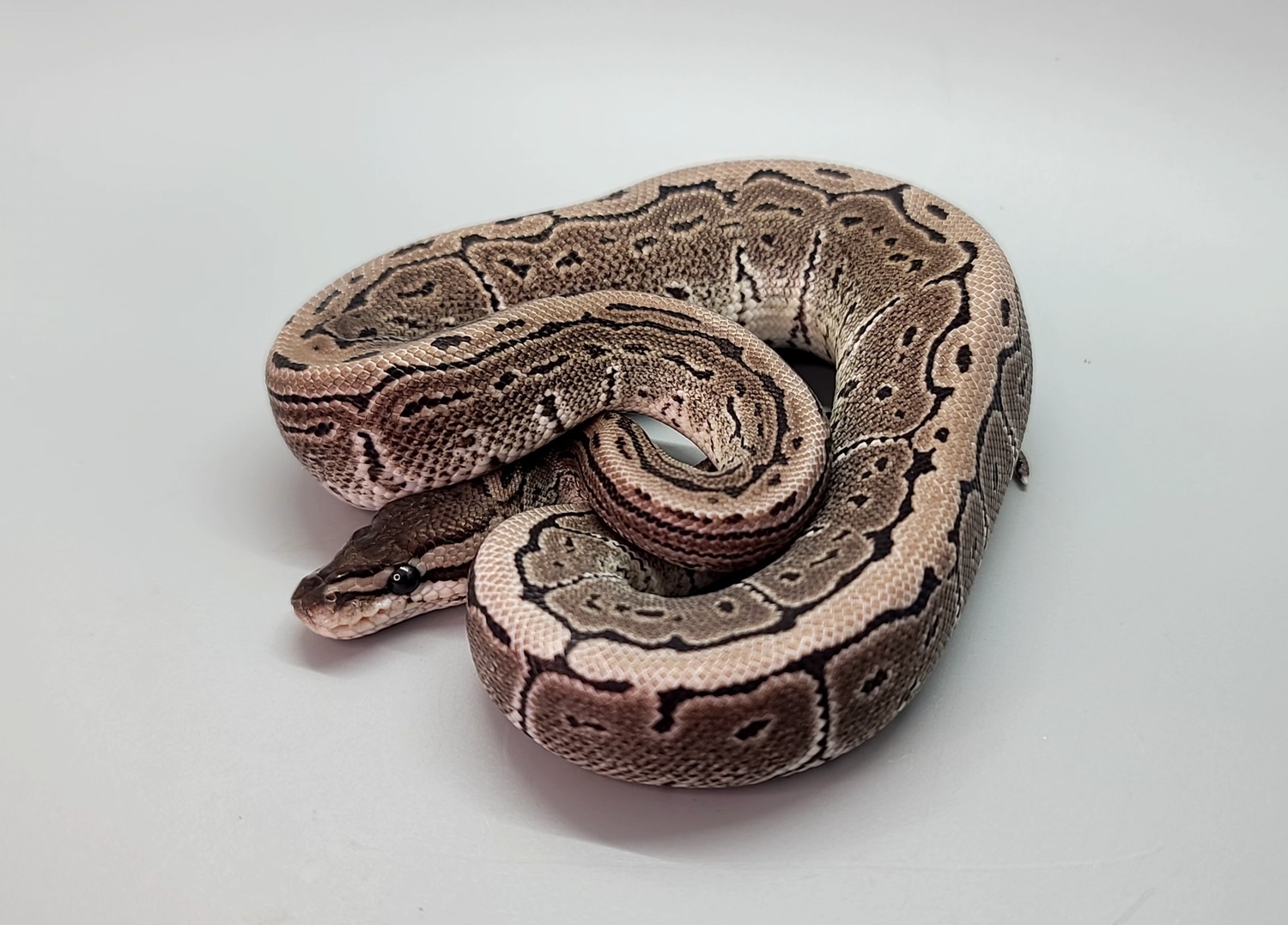 Pinstripe VPI Axanthic Ball Python by Steve's Morphs - MorphMarket