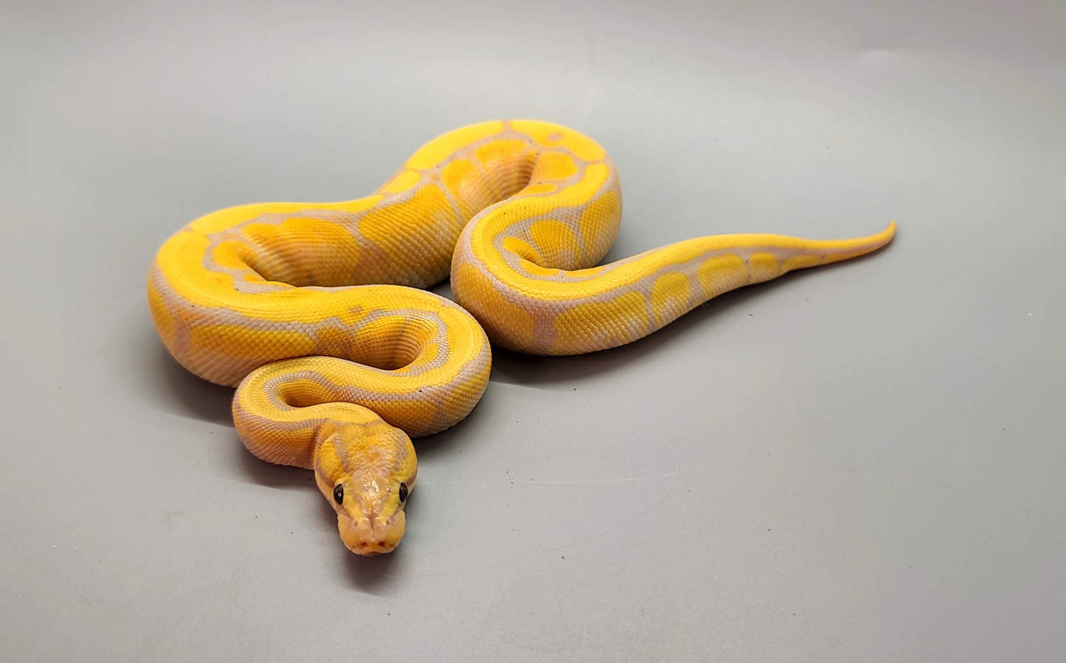Red Stripe Banana Pos Spark Ball Python by Steve's Morphs - MorphMarket