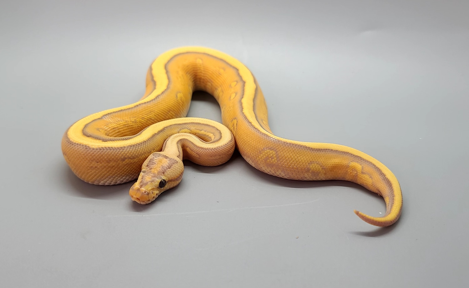 Red Stripe Cypress Banana Pos Spark Ball Python by Steve's Morphs ...