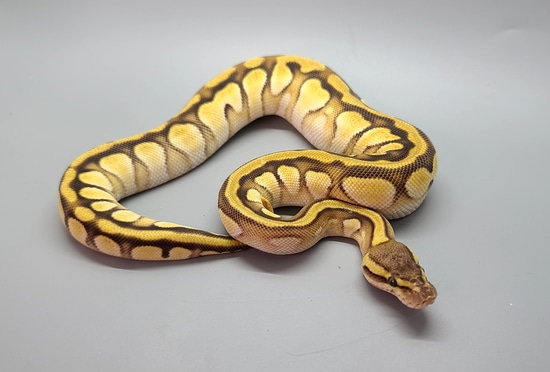 Cypress Enchi Mojave PH Hypo Ball Python by Steve's Morphs