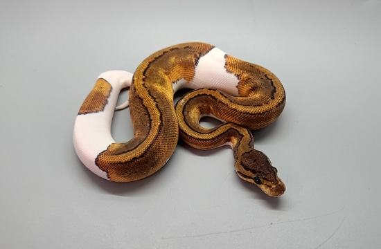Huffman Pinstripe Pied Ball Python by Steve's Morphs