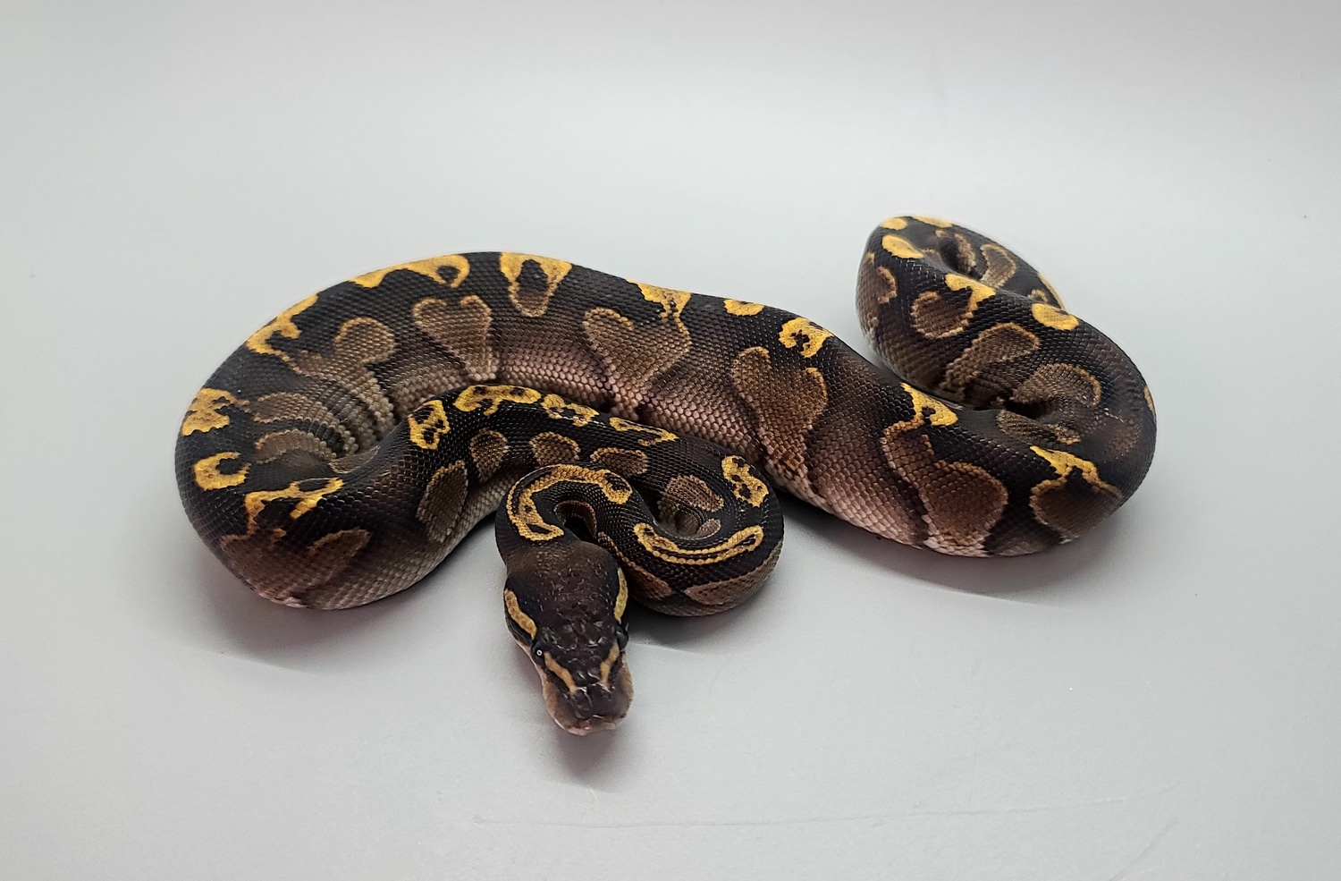 Black Head GHI Het Hypo Ball Python by Steve's Morphs - MorphMarket