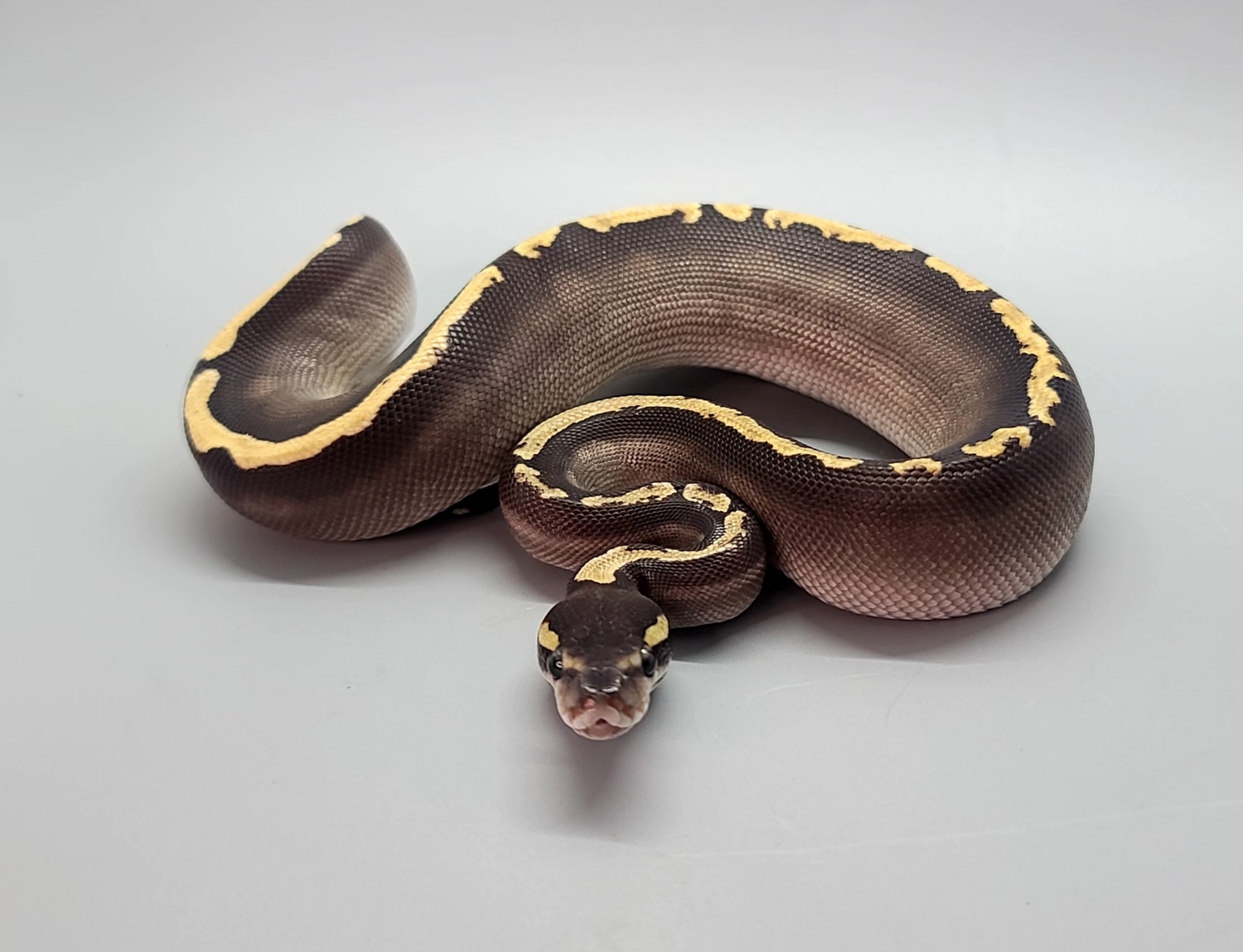 GHI Mojave Het Hypo Ball Python by Steve's Morphs - MorphMarket