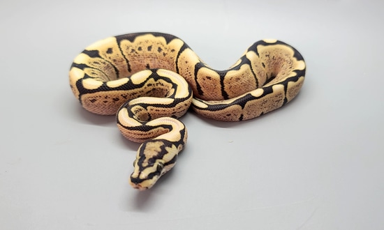 GHI Spider Desert Ghost Ball Python by Steve's Morphs