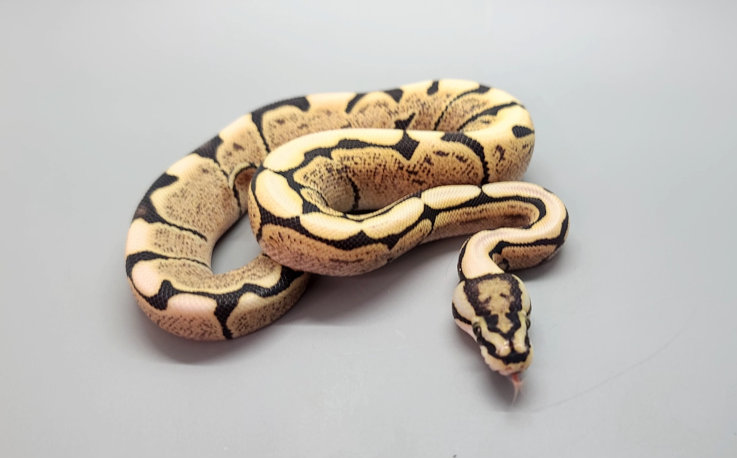 GHI Spider Desert Ghost Ball Python by Steve's Morphs - MorphMarket