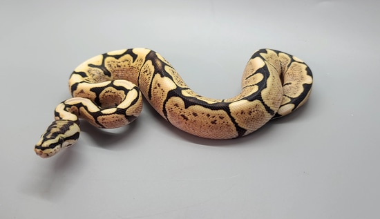 GHI Spider Desert Ghost Ball Python by Steve's Morphs