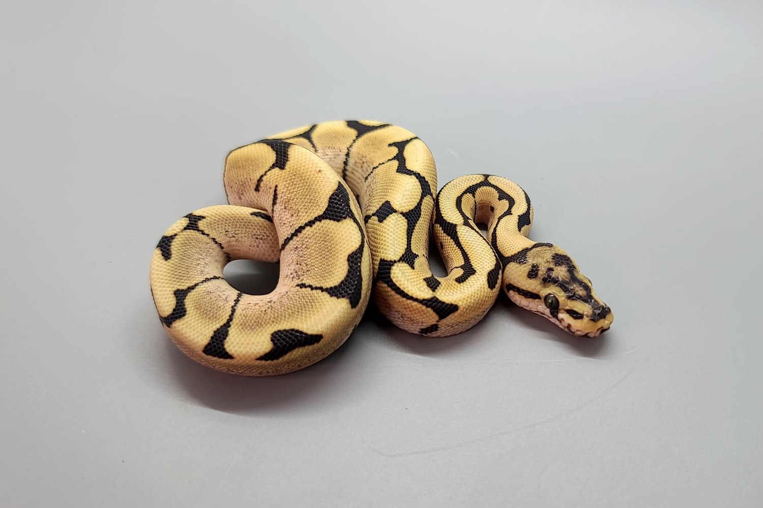 Spider Desert Ghost Ball Python by Steve's Morphs - MorphMarket