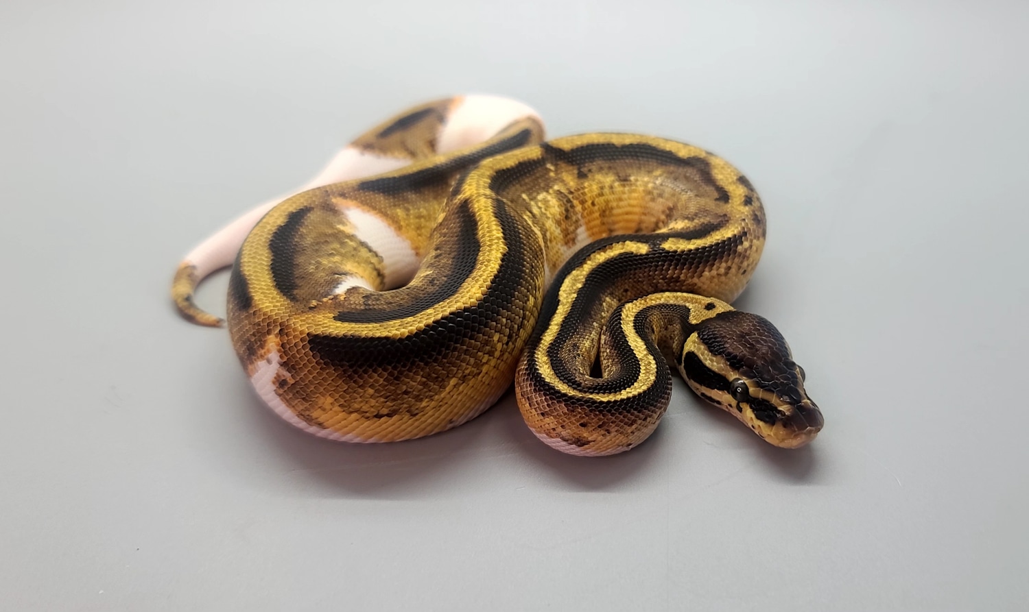 Huffman Pastel Pied Ball Python by Steve's Morphs - MorphMarket