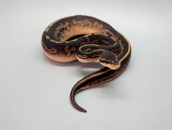 Cinnamon Wookie Orange Dream Ball Python by Steve's Morphs
