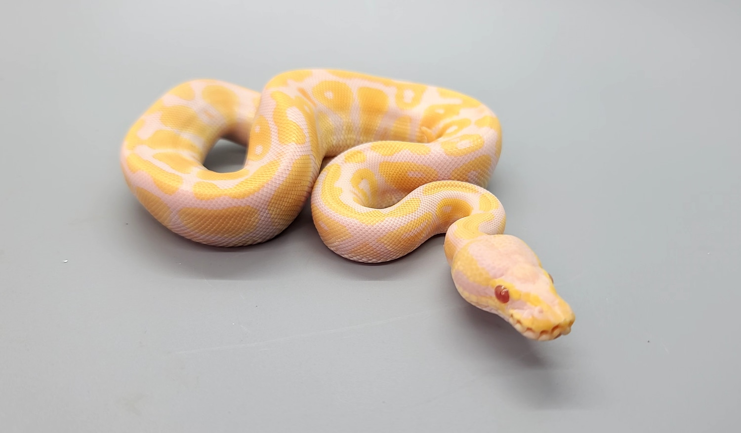 Candino Ball Python by Steve's Morphs - MorphMarket