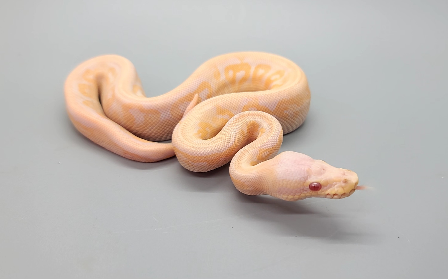 Black Pewter Candino Ball Python by Steve's Morphs - MorphMarket