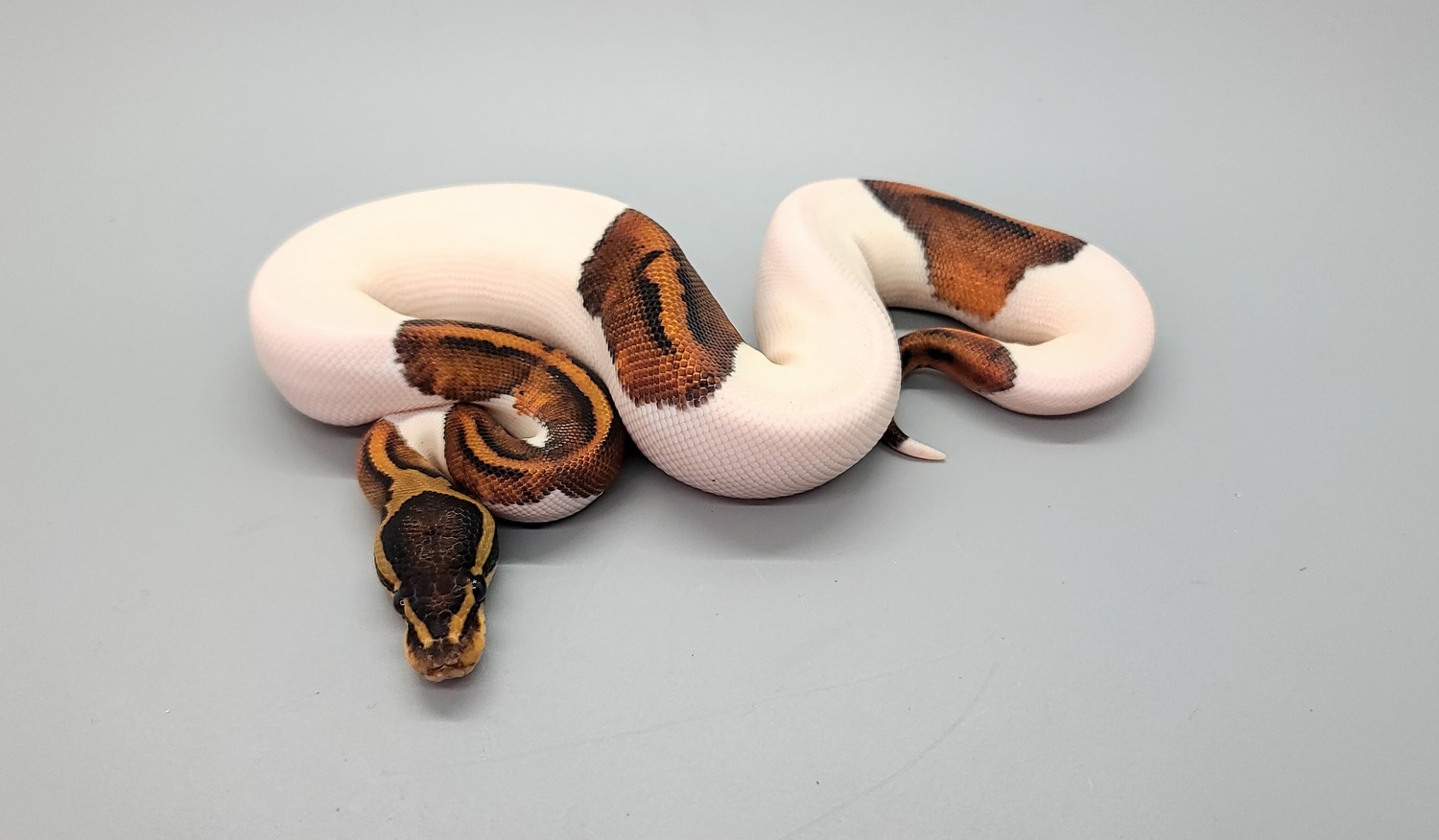 Huffman Pied Ball Python by Steve's Morphs - MorphMarket
