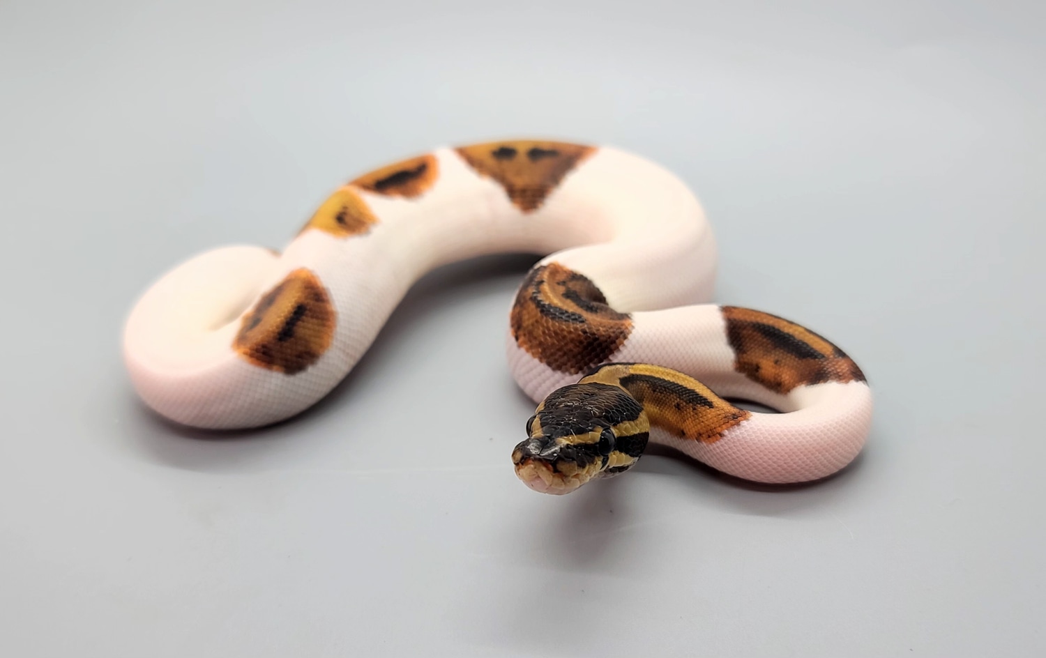 Pied Ball Python by Steve's Morphs - MorphMarket