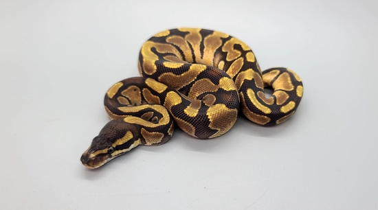 Enchi Het Desert Ghost Ball Python by Steve's Morphs