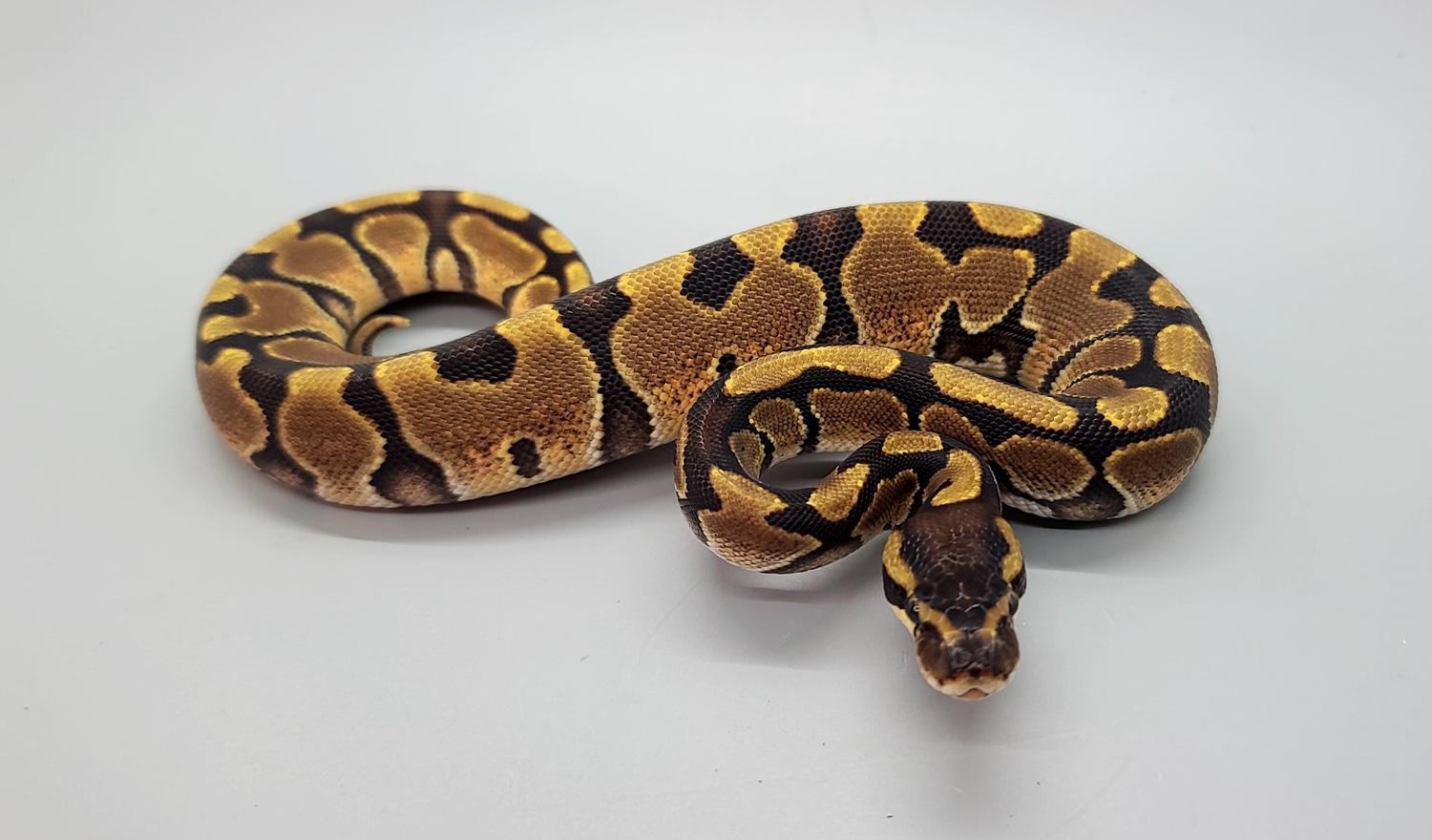 Enchi Het Desert Ghost Ball Python by Steve's Morphs - MorphMarket