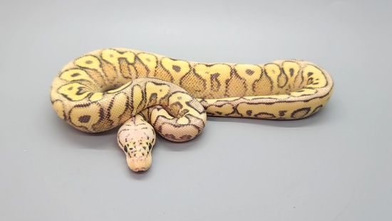 Spotnose Pastel Fire YB Clown Ball Python by Steve's Morphs