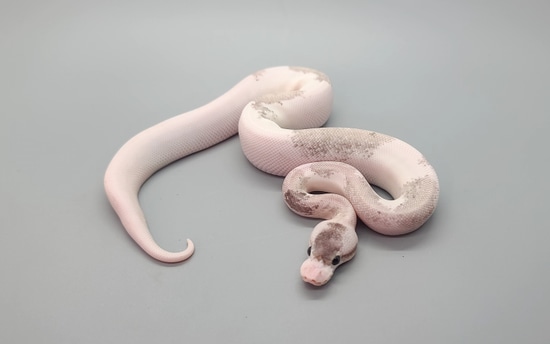 Pastel Gray Matter Ball Python by Steve's Morphs