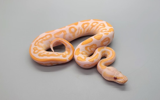 Black Pastel Lavender Albino Ball Python by Steve's Morphs
