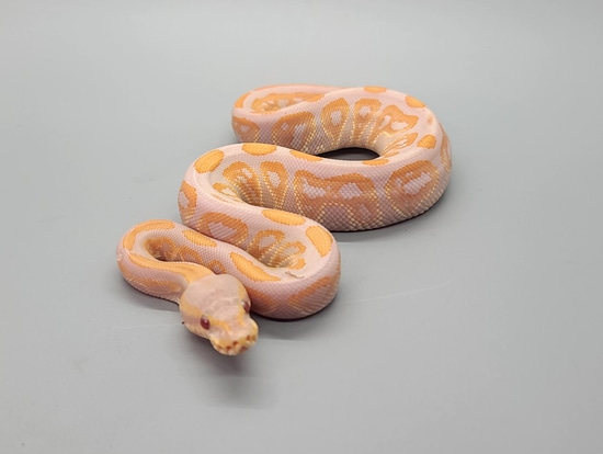 Black Pastel Lavender Albino Ball Python by Steve's Morphs