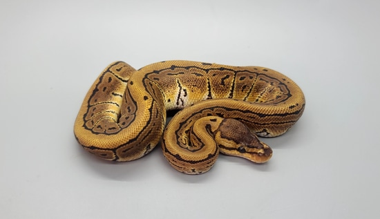 Pinstripe Het Clown Ball Python by Steve's Morphs