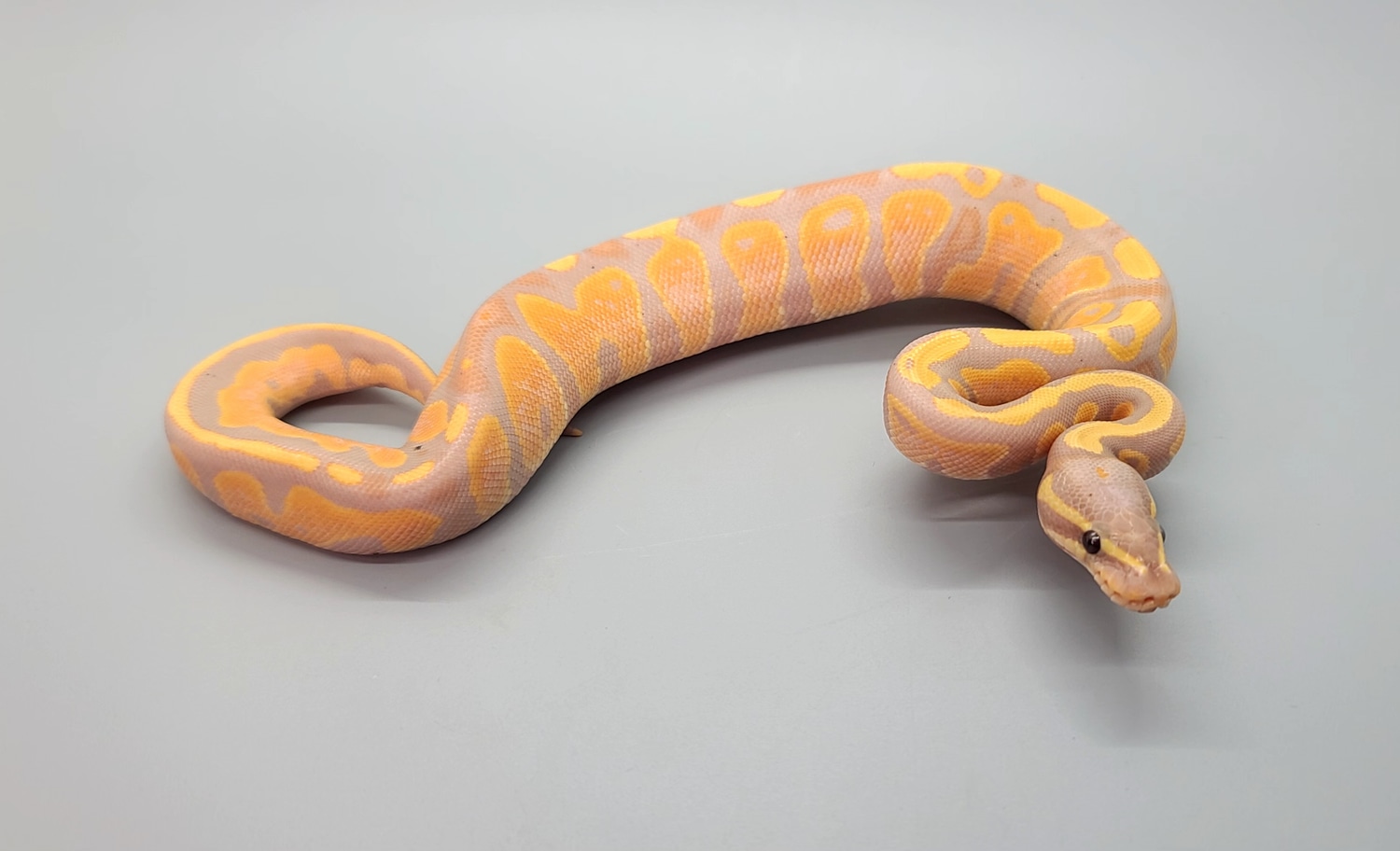Banana Het Pied Ball Python by Steve's Morphs - MorphMarket
