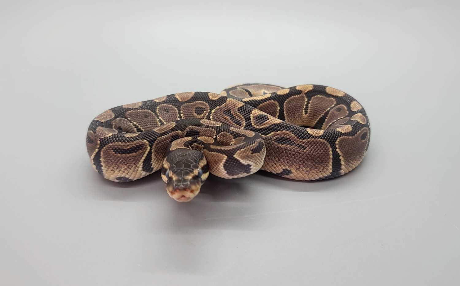 Het Tri-Stripe Ball Python by Steve's Morphs - MorphMarket