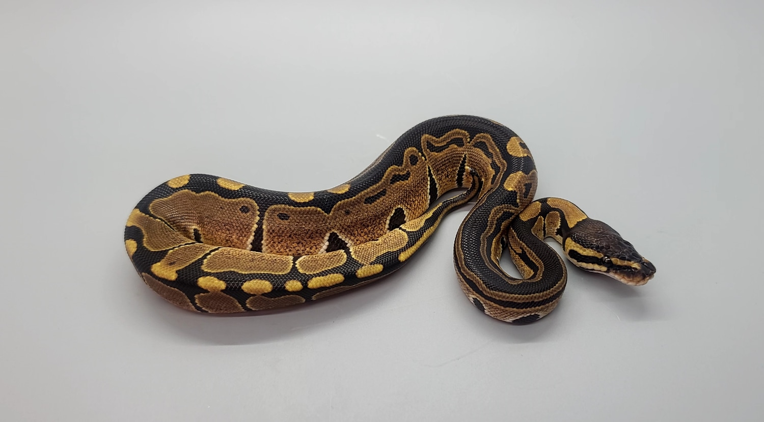 Tri-Stripe Ball Python by Steve's Morphs - MorphMarket
