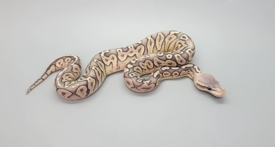 Pastel Cinnamon Hypo Ball Python by Steve's Morphs