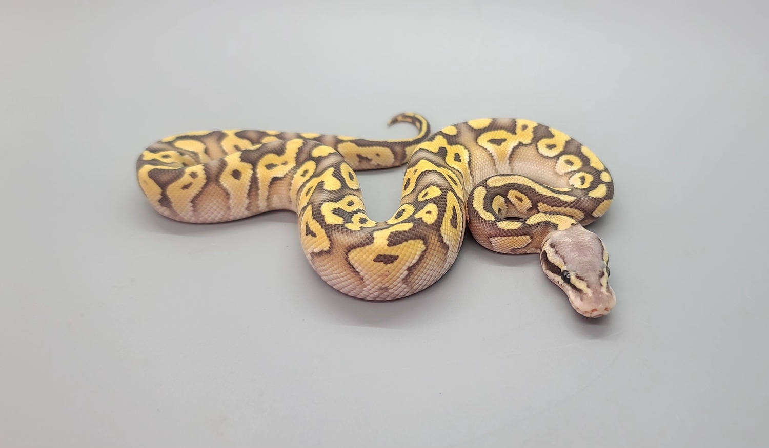 Mojave Pastel Hypo Ball Python by Steve's Morphs - MorphMarket