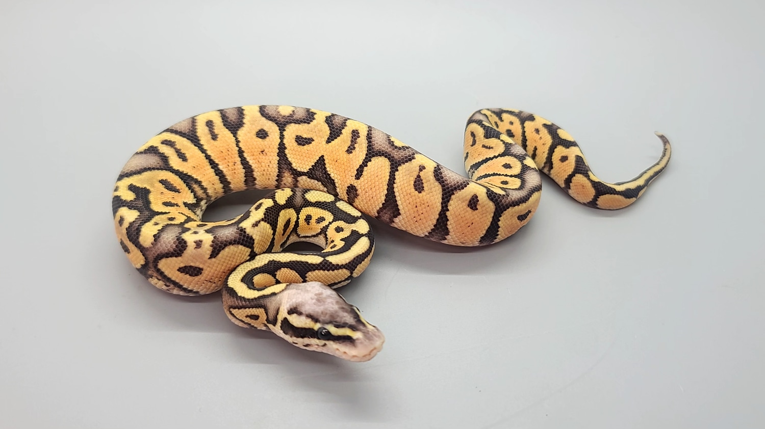 Super Pastel Het TSK Axanthic Ball Python by Steve's Morphs - MorphMarket
