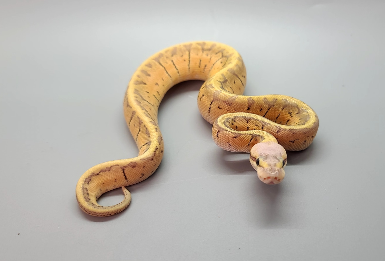 Fire Pastel Pinstripe Het TSK Axanthic Ball Python by Steve's Morphs ...