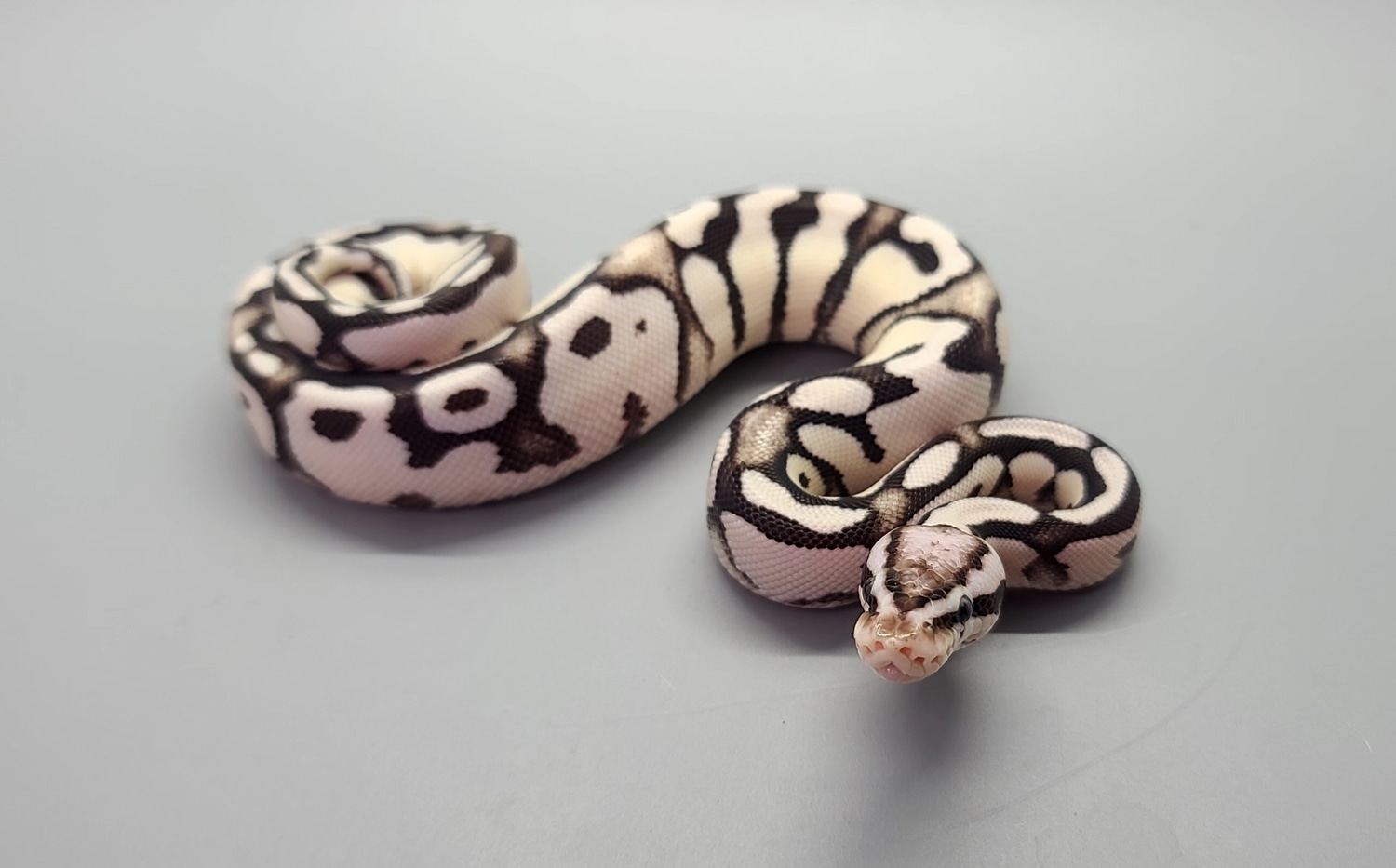 Fire Pastel TSK Axanthic Ball Python by Steve's Morphs - MorphMarket