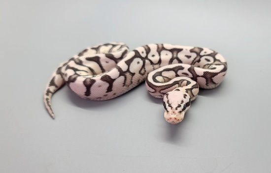Fire Super Pastel TSK Axanthic Ball Python by Steve's Morphs - MorphMarket