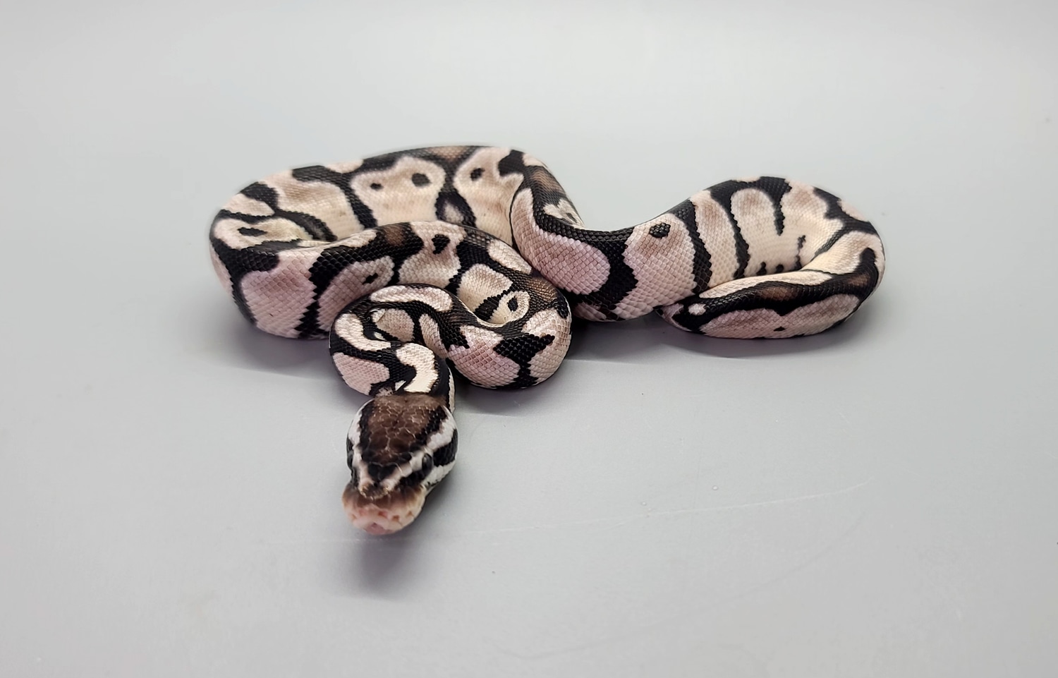 Pastel TSK Axanthic Ball Python by Steve's Morphs - MorphMarket