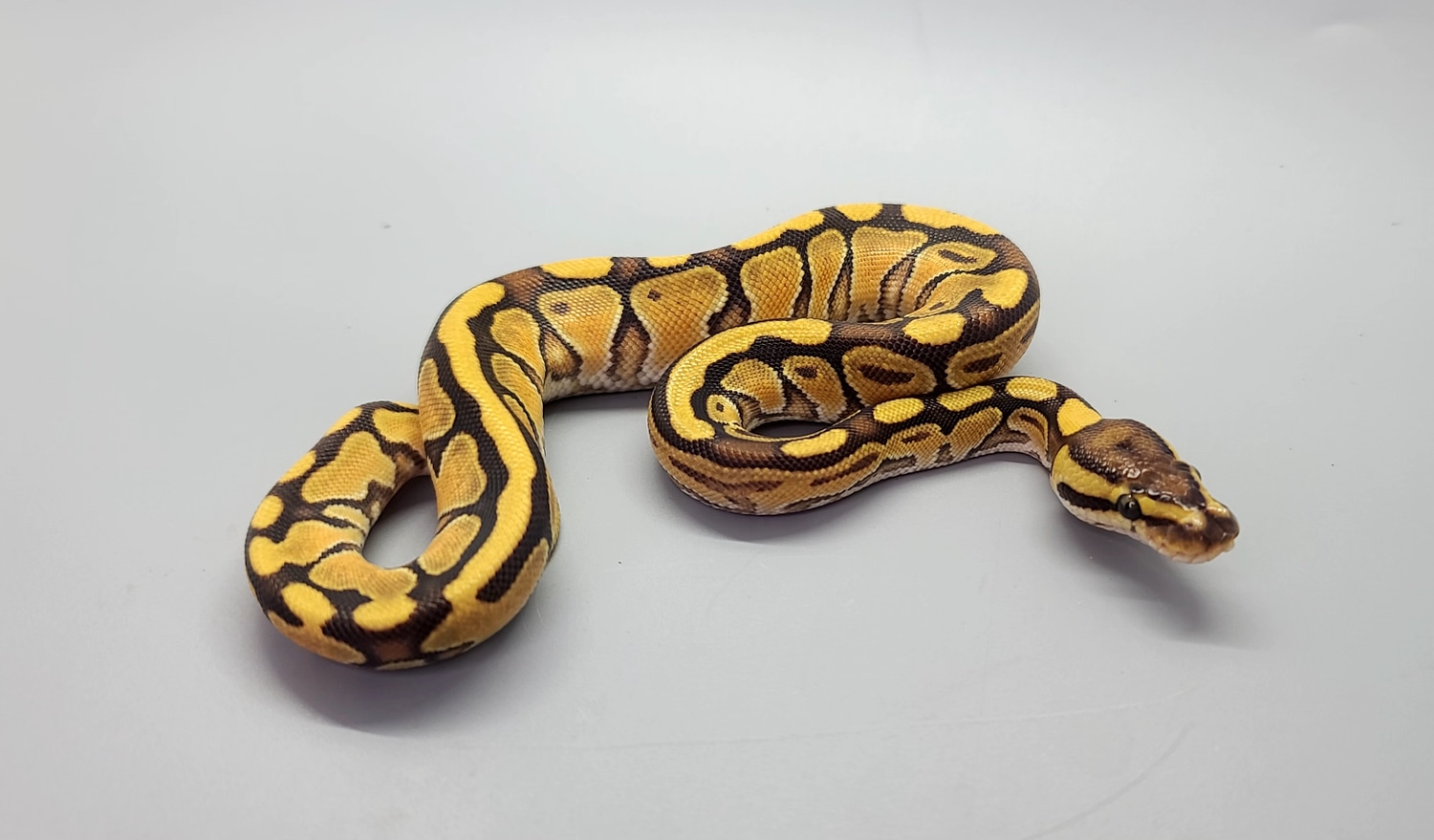Enchi Russo DH Clown Hypo Ball Python by Steve's Morphs - MorphMarket