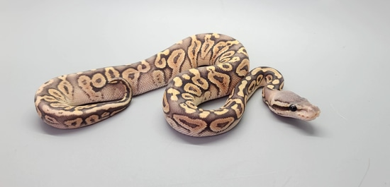 Phantom Pastel Hypo Ball Python by Steve's Morphs